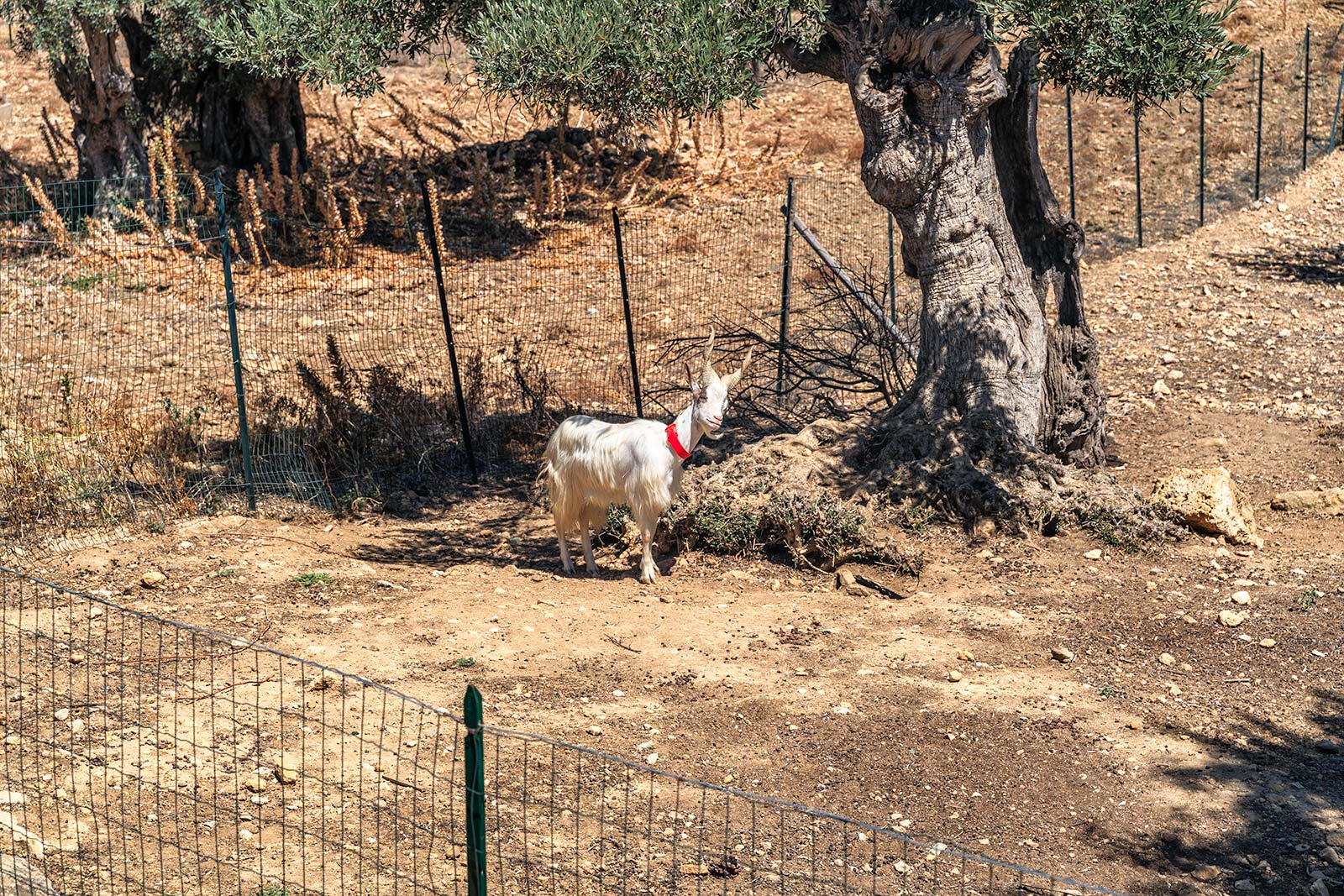 Valle dei Templi di Agrigento: guida alla visita del sito archeologico